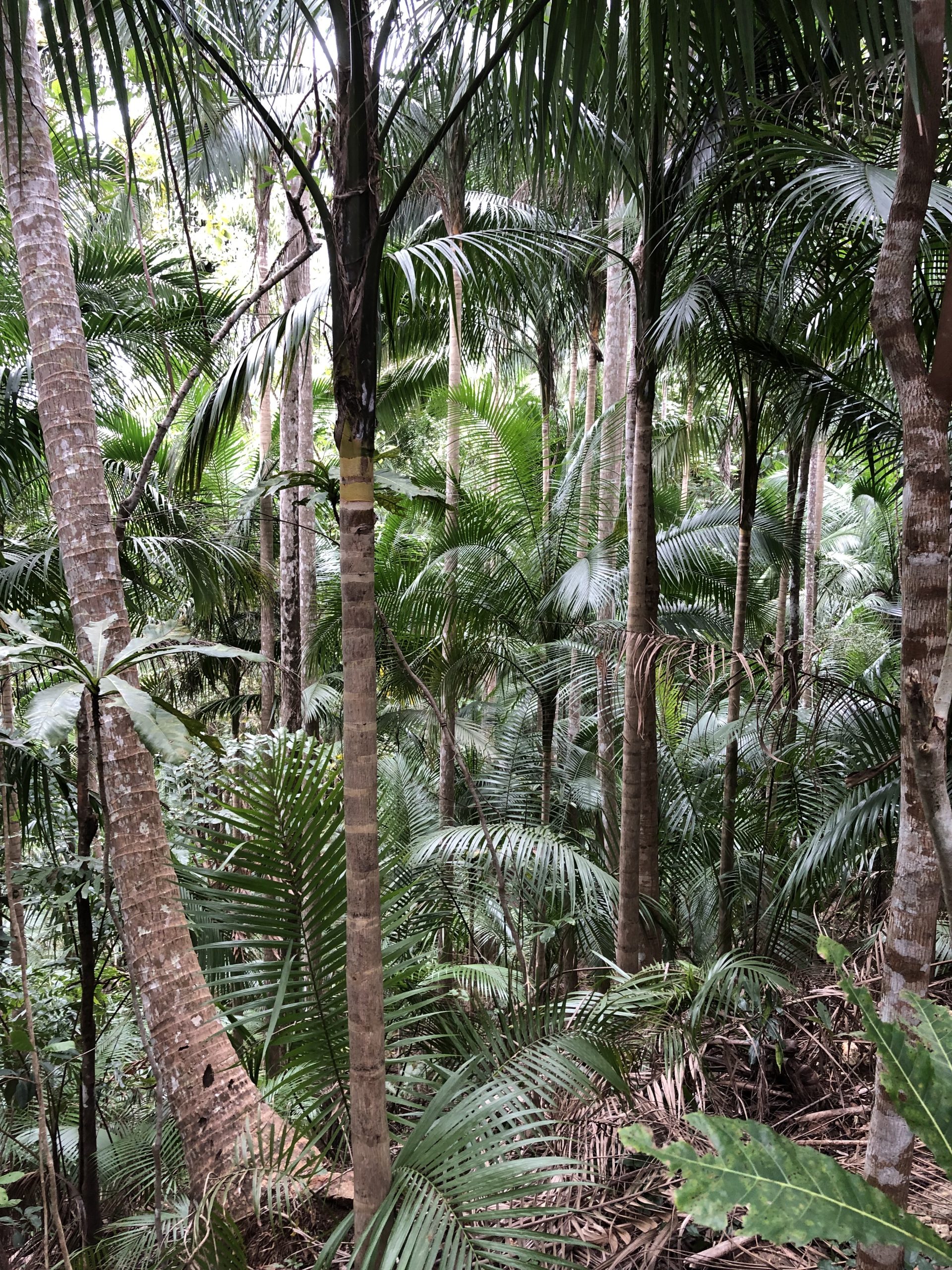 Využití občanské vědy v ochranářském výzkumu na Filipínách - Fakulta ...